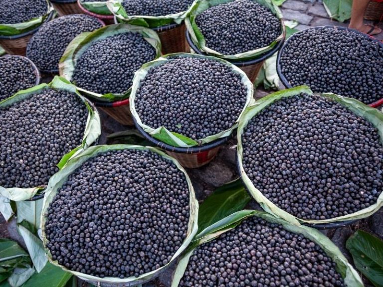 Best Acai Puree Or Acai Powder Suppliers In Australia 2021 | Acai Bowl ...